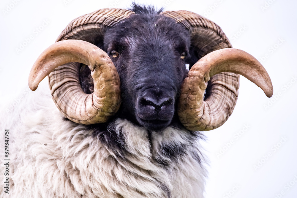 Impressive blackface sheep with huge horns in County Donegal - Ireland ...