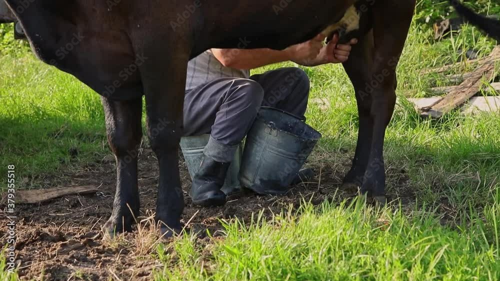 farmer milking cows by hand in open space, side view, milk falling into ...