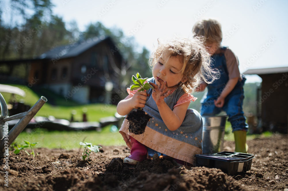 Small children working outdoors in garden, sustainable lifestyle ...