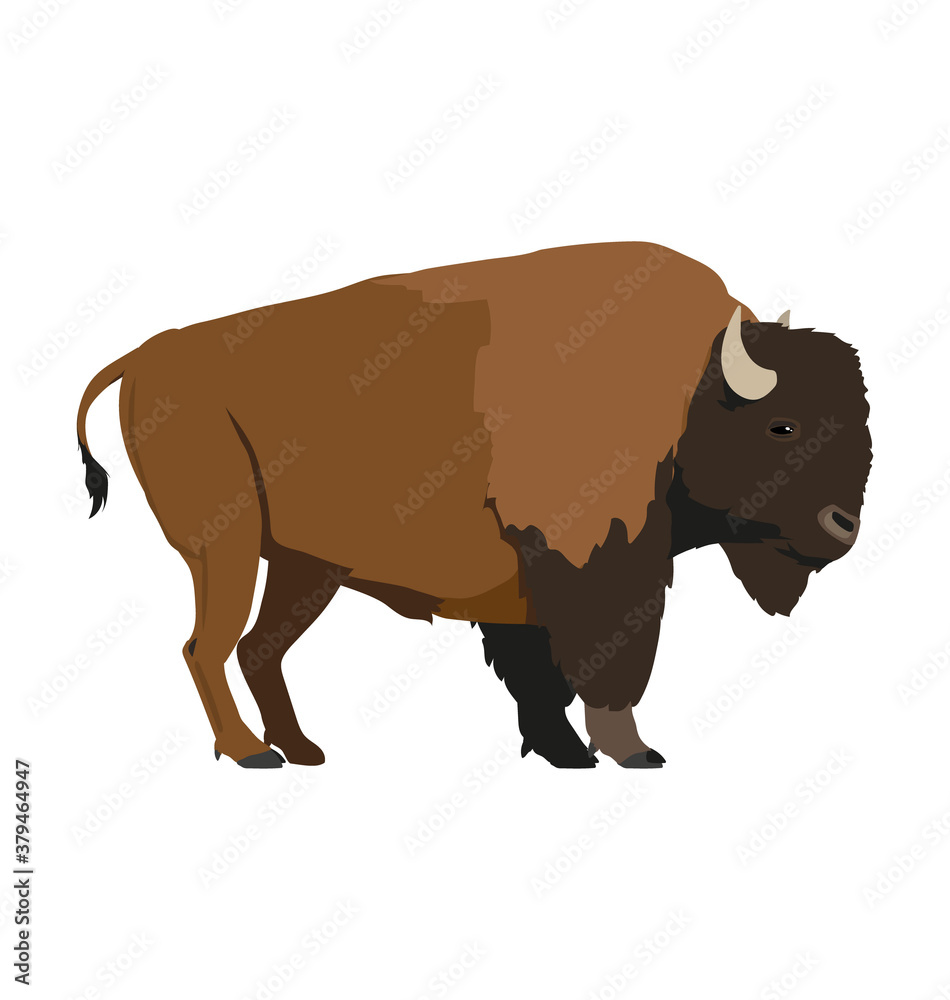 Bison bison bison - Plains bison Male - Side view - Flat vector ...