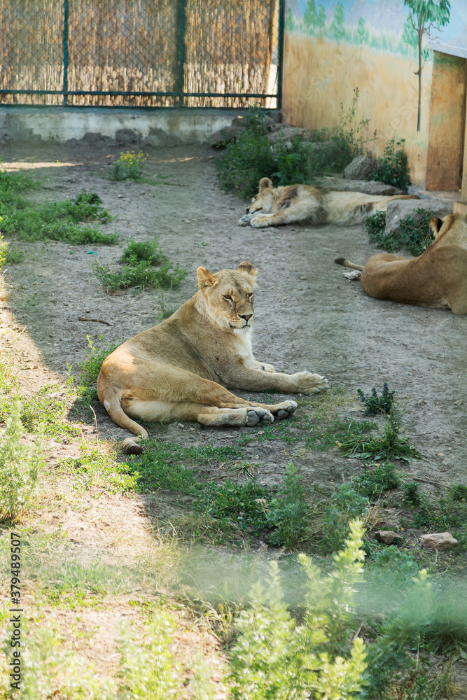 Singa or Lions are a species of animal from the family of Felidae or a ...