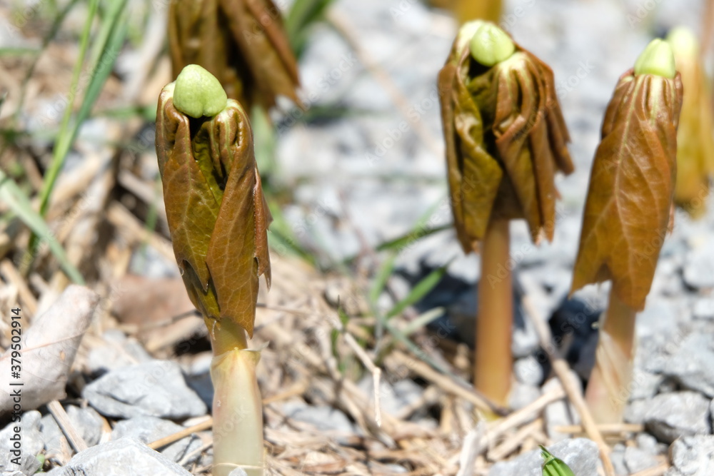 A Podophyllum Peltatum plant. More commonly called Mayapple, Mandrake ...