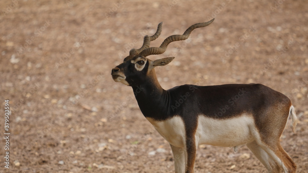 rare and beautiful breed of deer called black buck in indian wildlife ...
