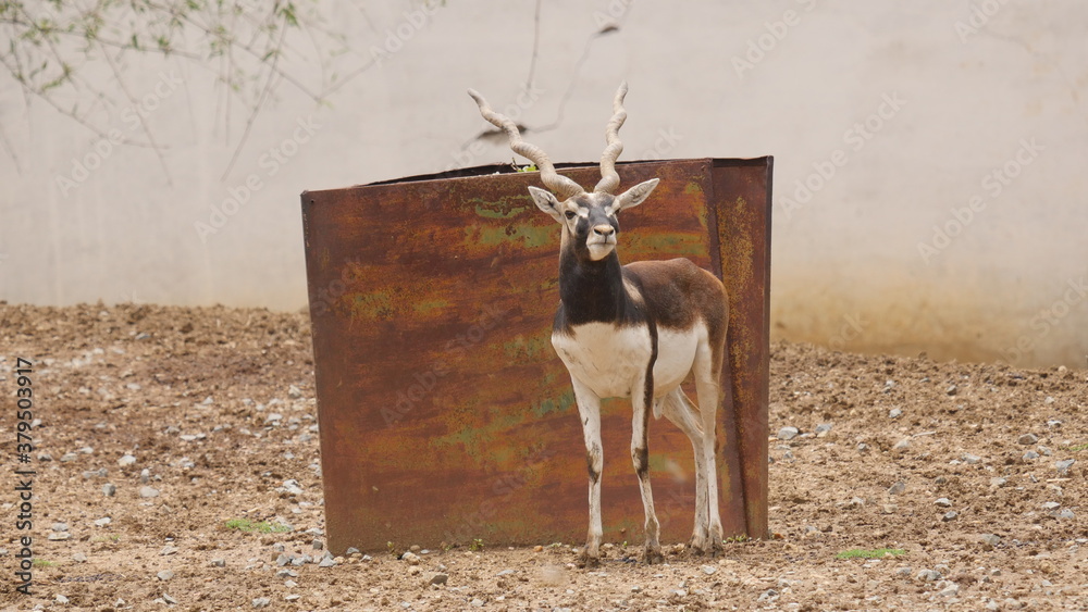 Famous and rare black buck in india , animals in india wildlife in ...