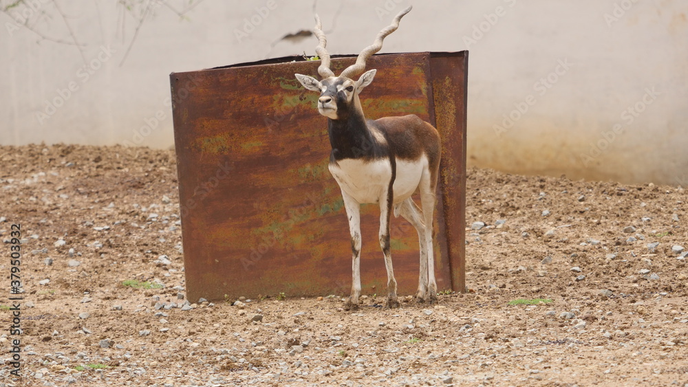 Famous and rare black buck in india , animals in india wildlife in ...