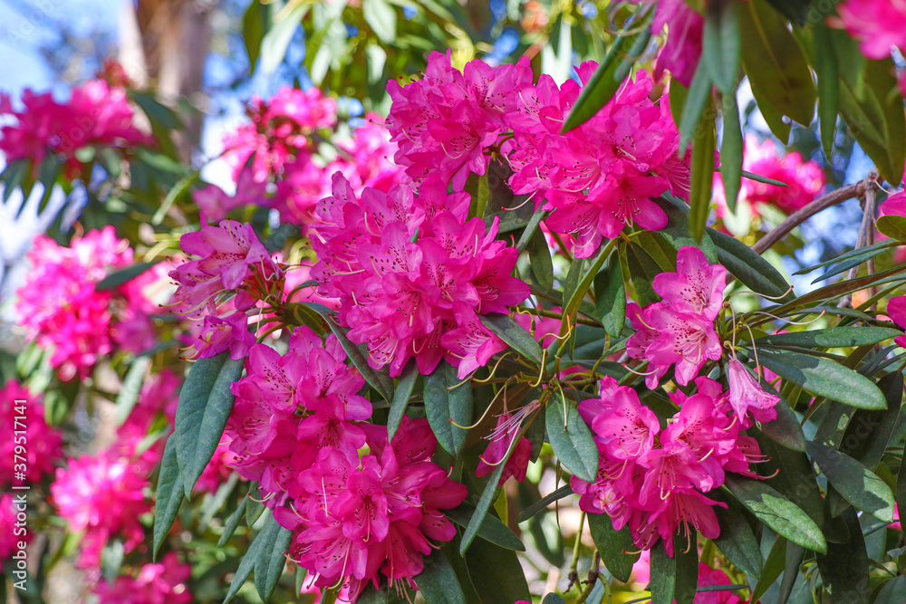 Brilliantly pink Rhododendron flowers bursting with colour in the ...
