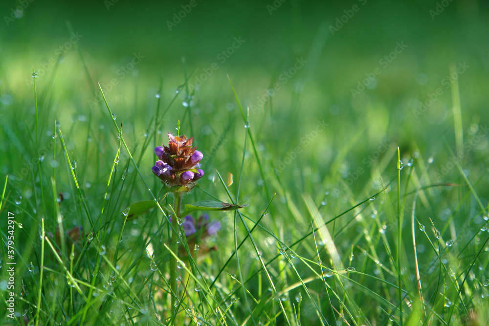 Purple flower of Prunella vulgaris (common self-heal, heal-all, heart ...