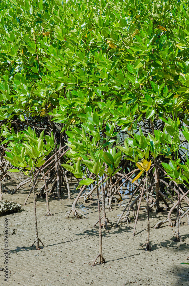 The Mangrove Tree (botanical name is Rhizophora Mangle) at Sea Shore ...