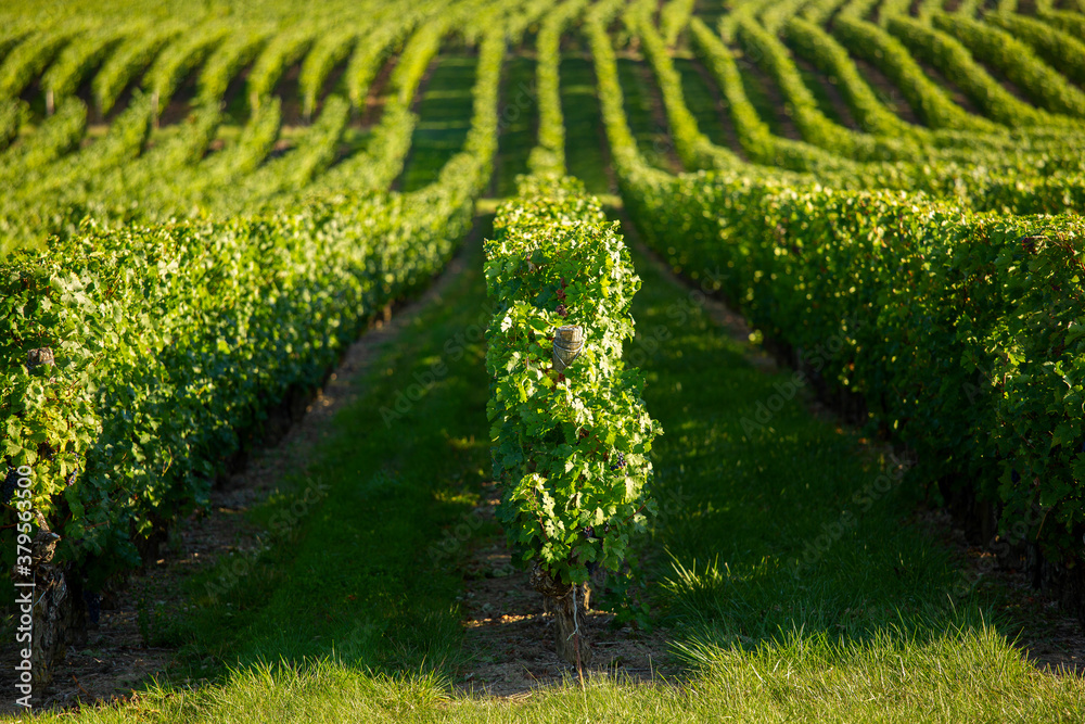 Paysage de vignoble en France, rangs de vigne en perspective. Stock ...