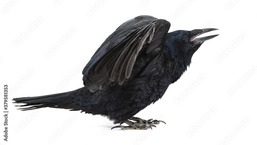 Common Raven Corvus corax, isolated on white background with open wings ...