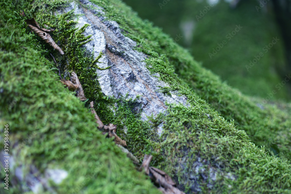Organic greenery moss or lichen in deep green colours in the forest ...