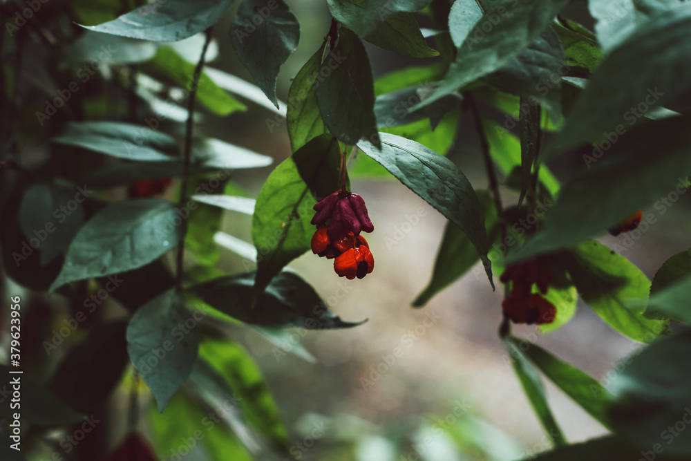Nature background. Ripe berries of the spindle tree in the forest ...
