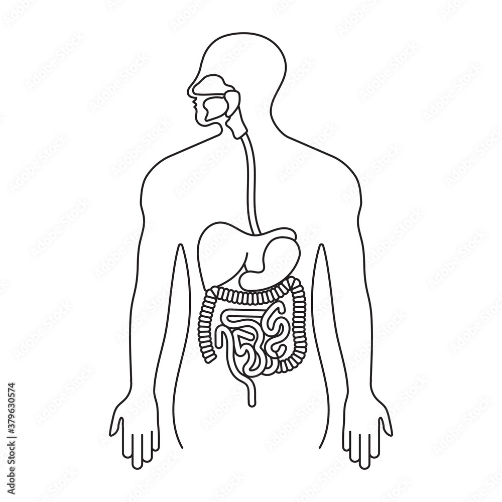 Human gastrointestinal tract or digestive system line art icon for apps ...