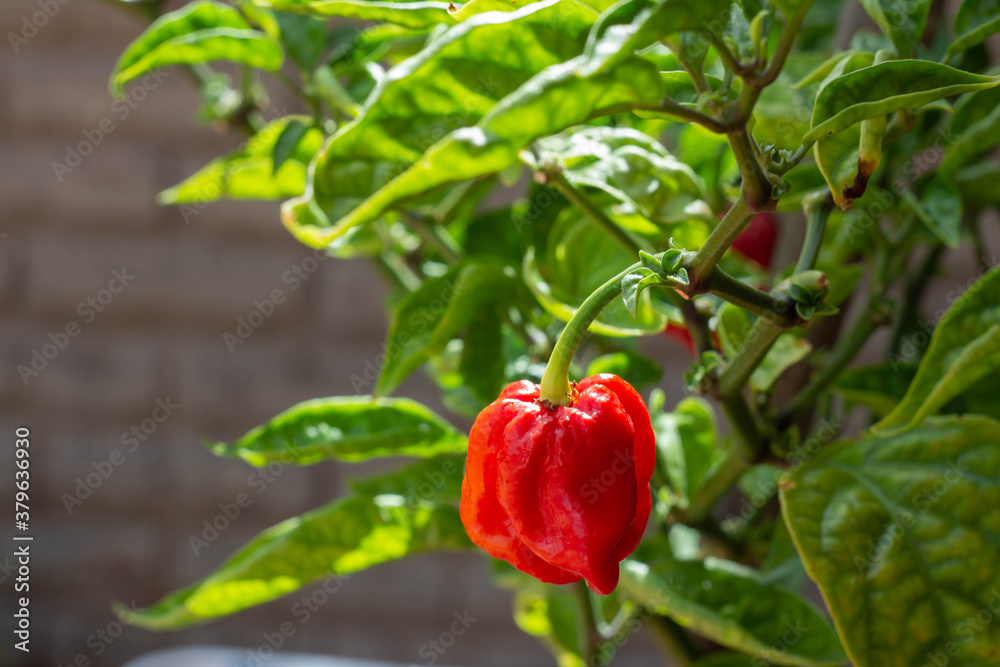 Close up of Carolina Reaper in home garden, is currently the hottest ...