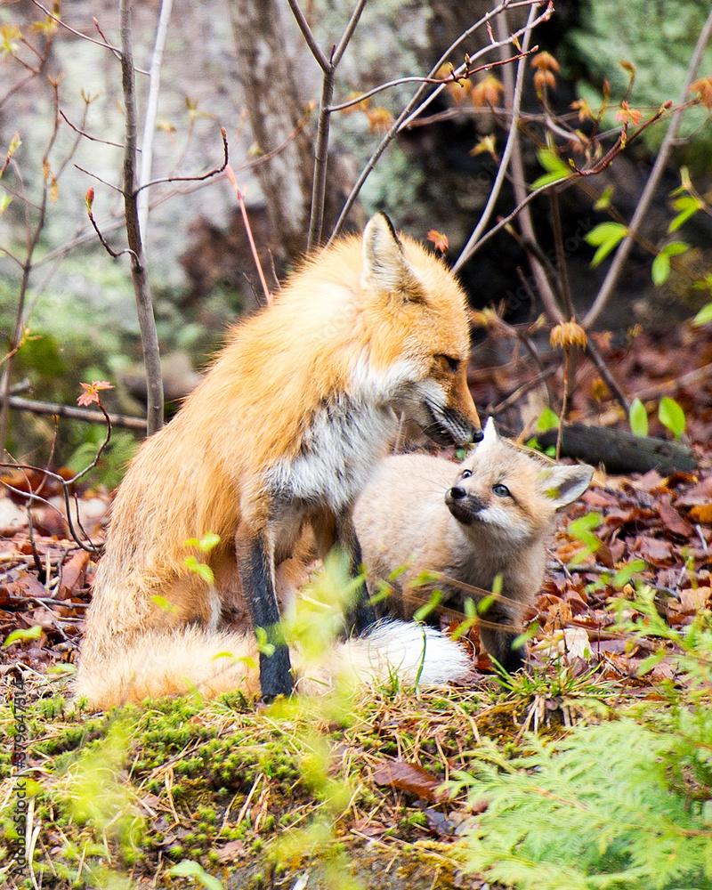 Red Fox Photo stock. Red Fox mother and kit fox interacting in the ...