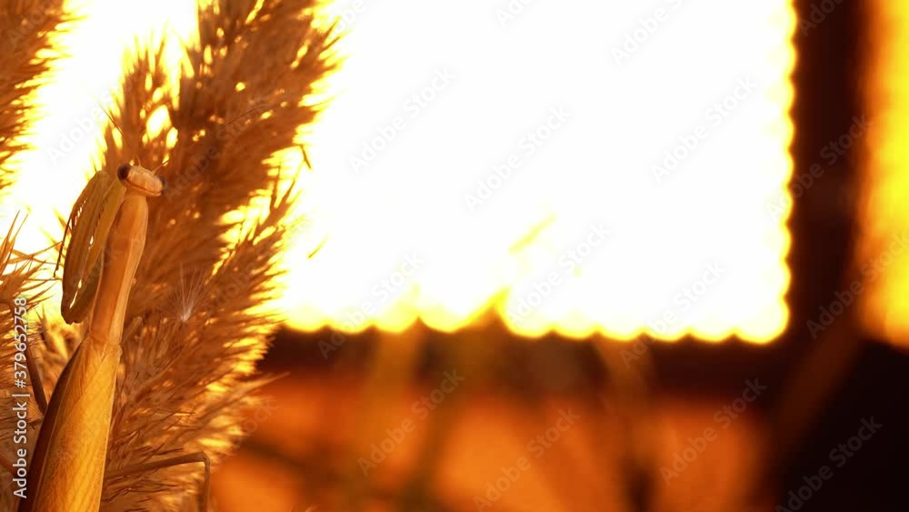 Mantis sits on a spike and cleans his mustache on sunlight background ...