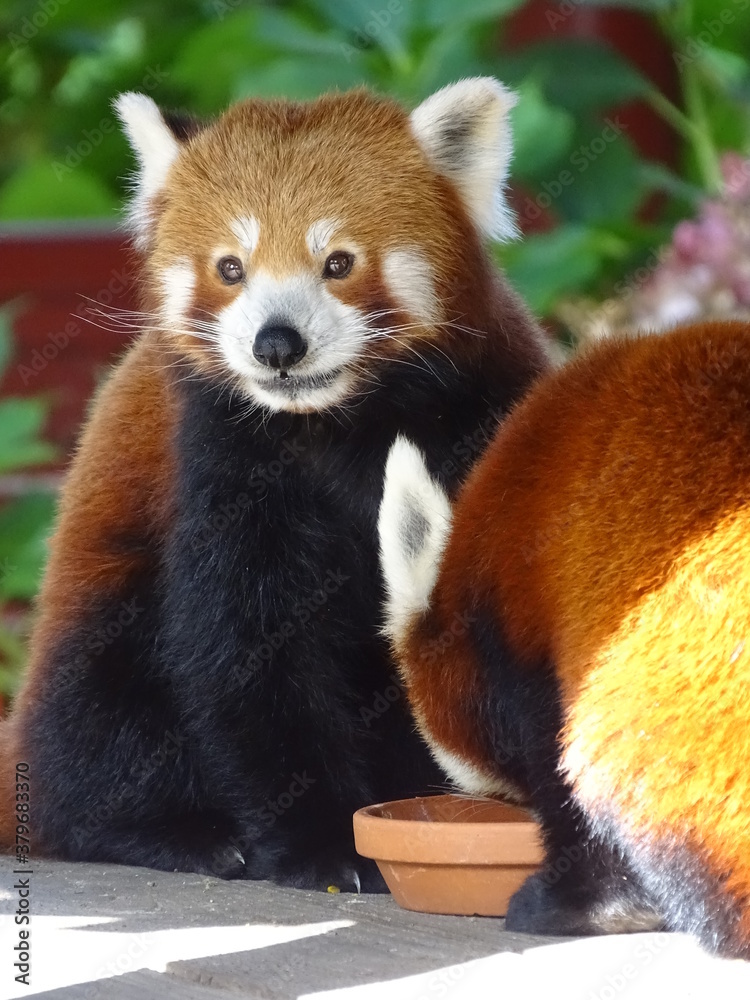 panda, rouge, animal, petit panda, mammifère, ours, faune, joli, jardin ...