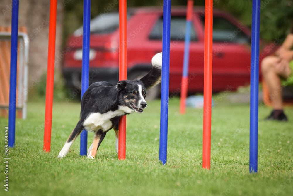 Agility slalom and border collie. Black and white Border collie is ...