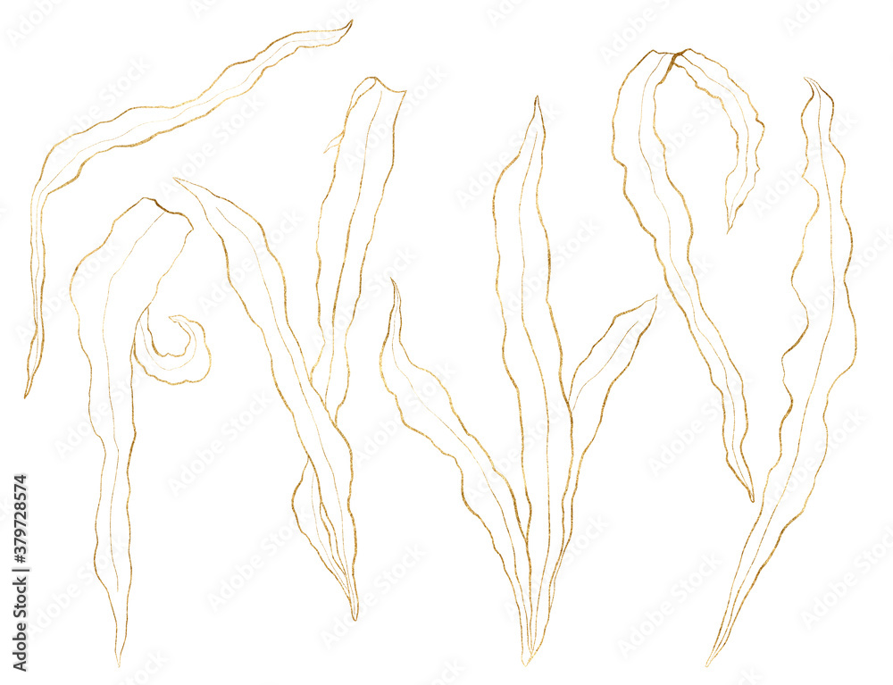 Golden Algae Drawing