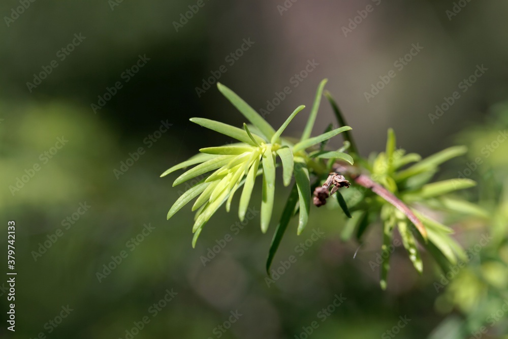 Needles of a Chinese hemlock, Tsuga chinensis Stock Photo | Adobe Stock