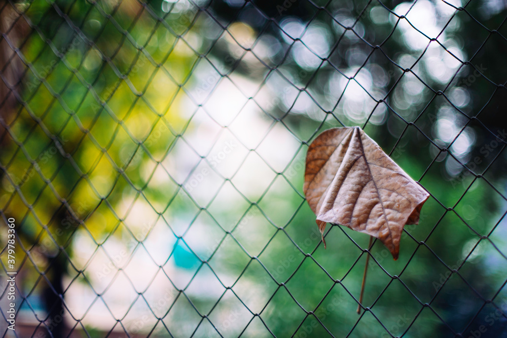 Urban photography, a leaf hanging on a metal fence. Stock Photo | Adobe ...