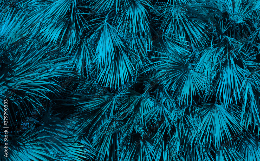 Blue palm bush/tree background Stock Photo | Adobe Stock