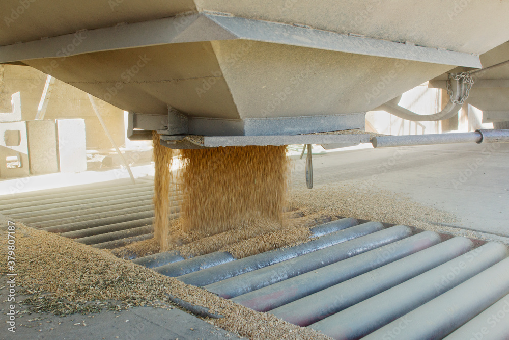 wheat grain spills into grain elevator hopper Stock Photo | Adobe Stock