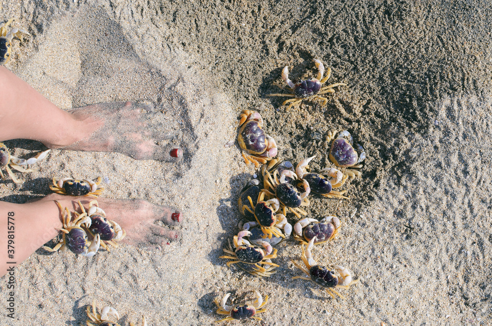 Numerous crabs around woman feet Stock Photo | Adobe Stock