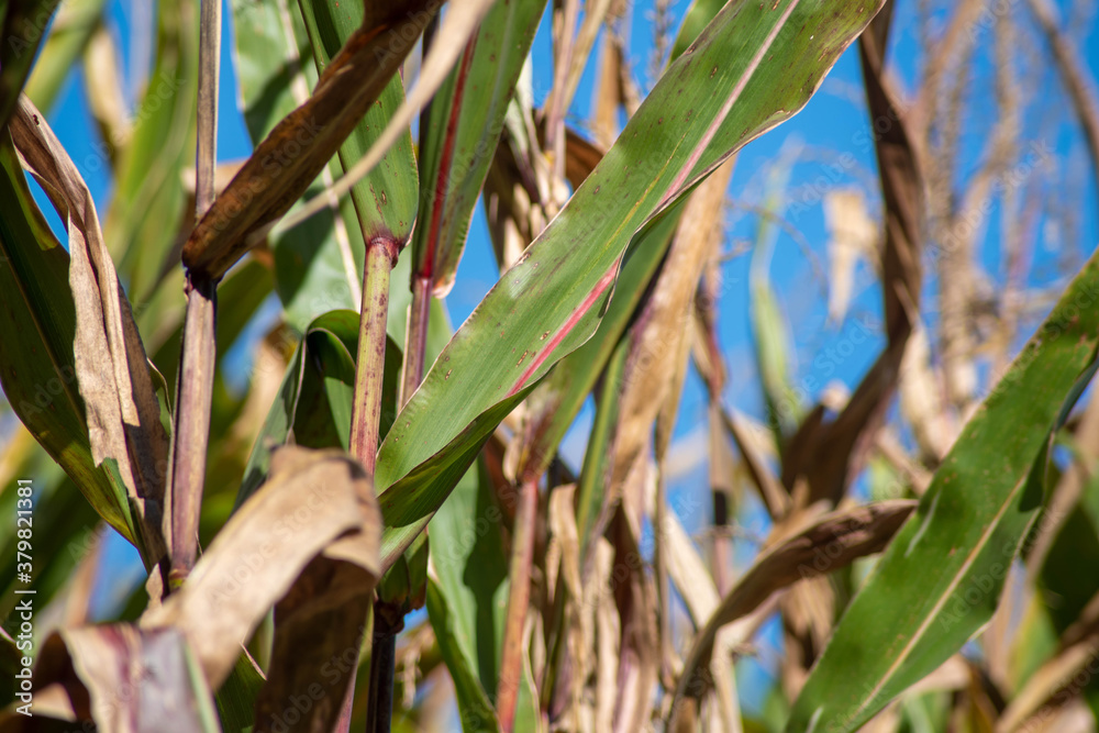 Full frame close up in natural light of green corn stalk leaves and ...