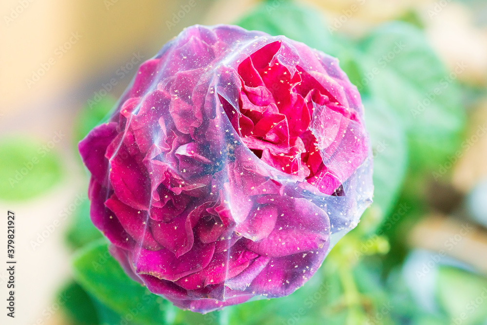 Spider mite on a raspberry rose. Top view of green leaves background ...