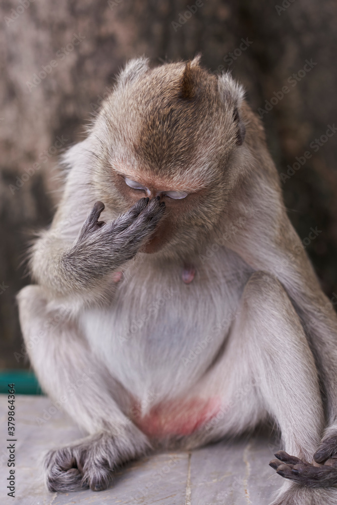 Embarrassed Monkey Stock Photo | Adobe Stock