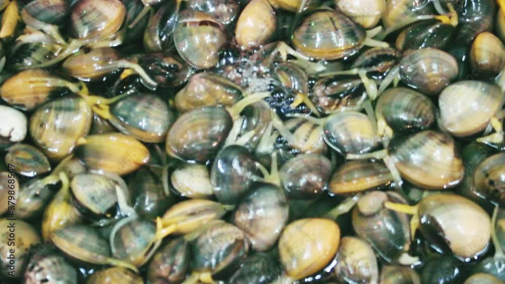 Video „Live bivalves in a bowl for sale. Shellfish throw water out of ...