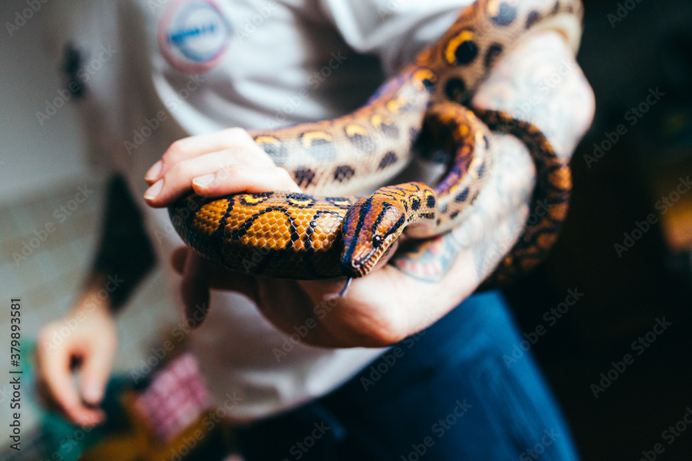 Man holding a rainbow boa constrictor at home Stock Photo | Adobe Stock
