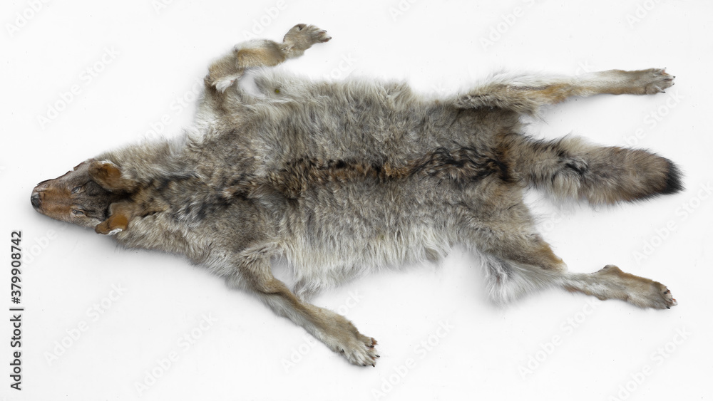 wolf skin isolated on white background Stock Photo | Adobe Stock