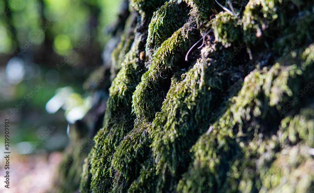 .forest substrates for mushroom germination. Fungi and their habitat ...