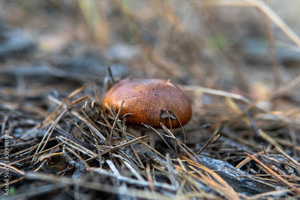 .forest substrates for mushroom germination. Fungi and their habitat ...