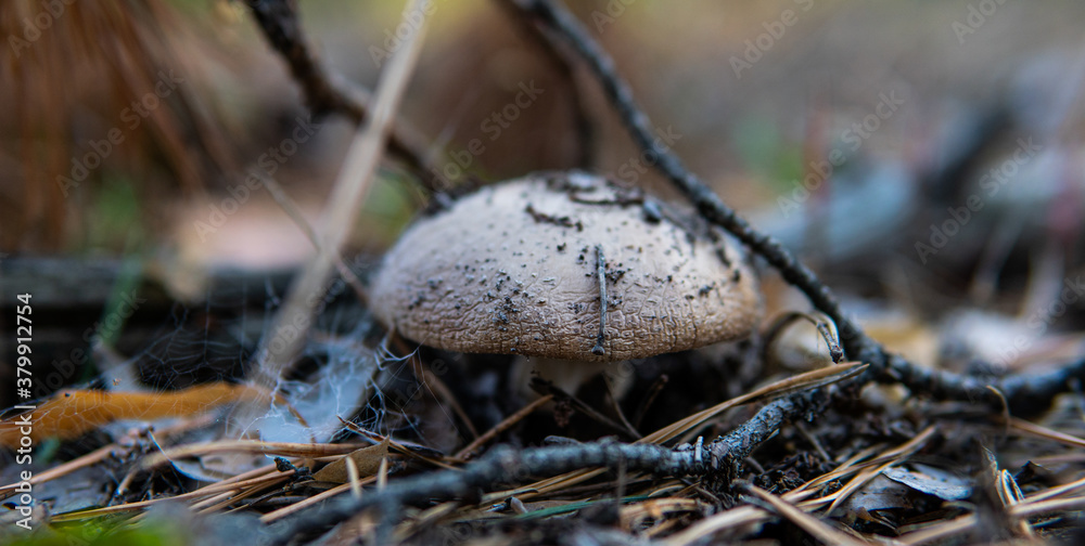 .forest substrates for mushroom germination. Fungi and their habitat ...