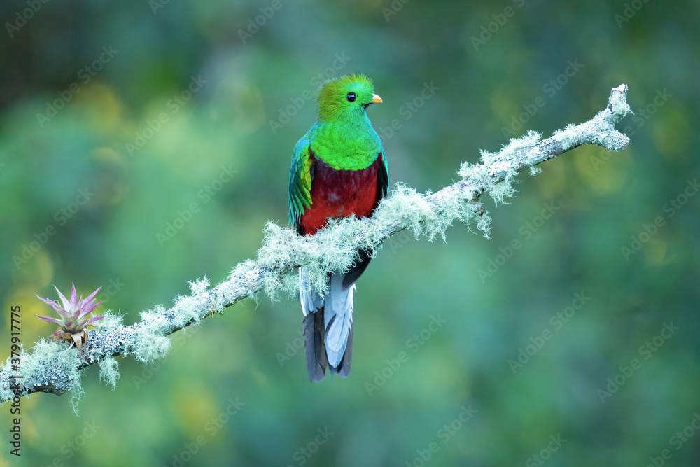 The resplendent quetzal (Pharomachrus mocinno) is a bird in the trogon ...