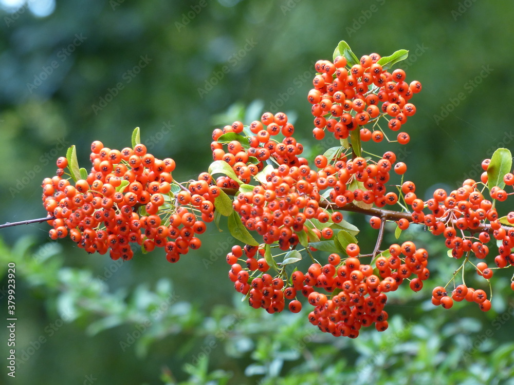 Pyracantha (red) is a genus of large, thorny evergreen shrubs in the ...