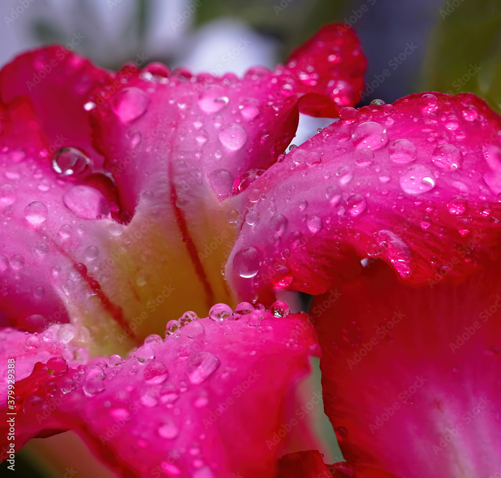 Water drop macro, Water droplets close up on azalea flower in Rainy ...