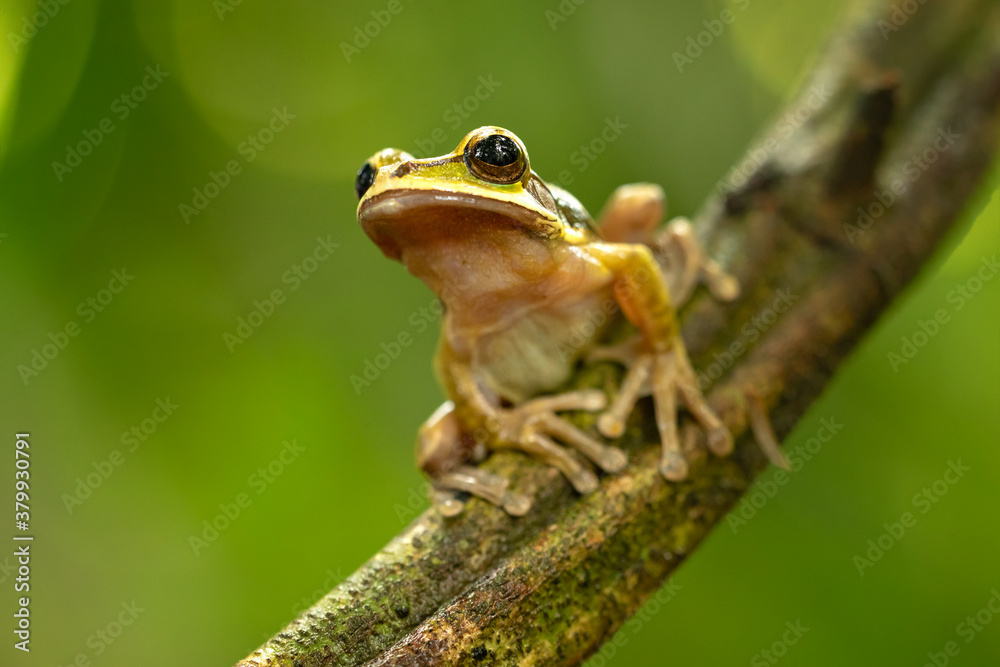 New Granada cross-banded tree frog (Smilisca phaeota, also known as the ...