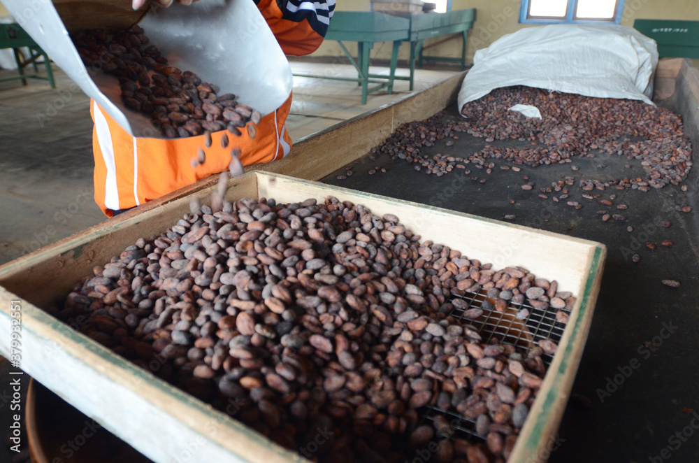 Woman hands sorting dry cocoa beans, dry cocoa beans on the cacao ...