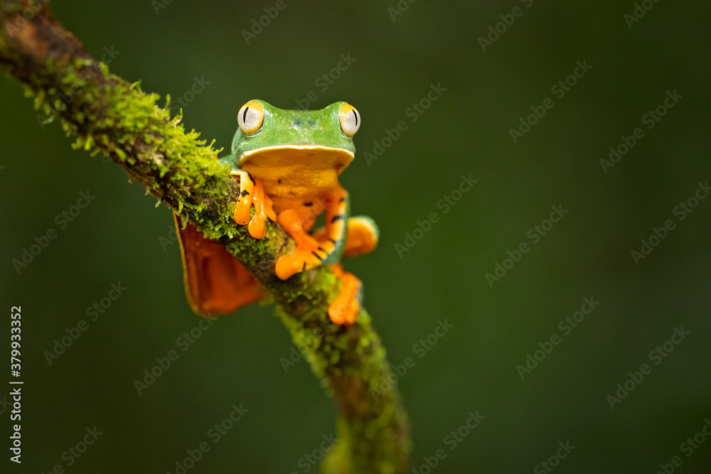 Cruziohyla calcarifer, the splendid leaf frog or splendid treefrog, is ...