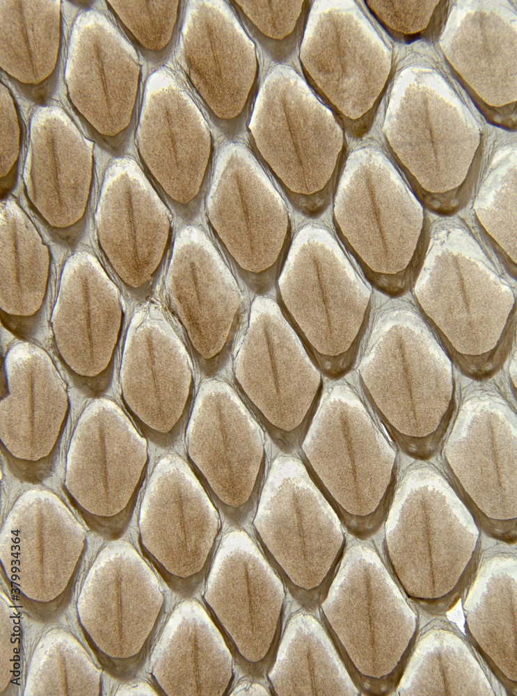 Closeup macrophotograph of the shed skin of a snake showing patterns ...