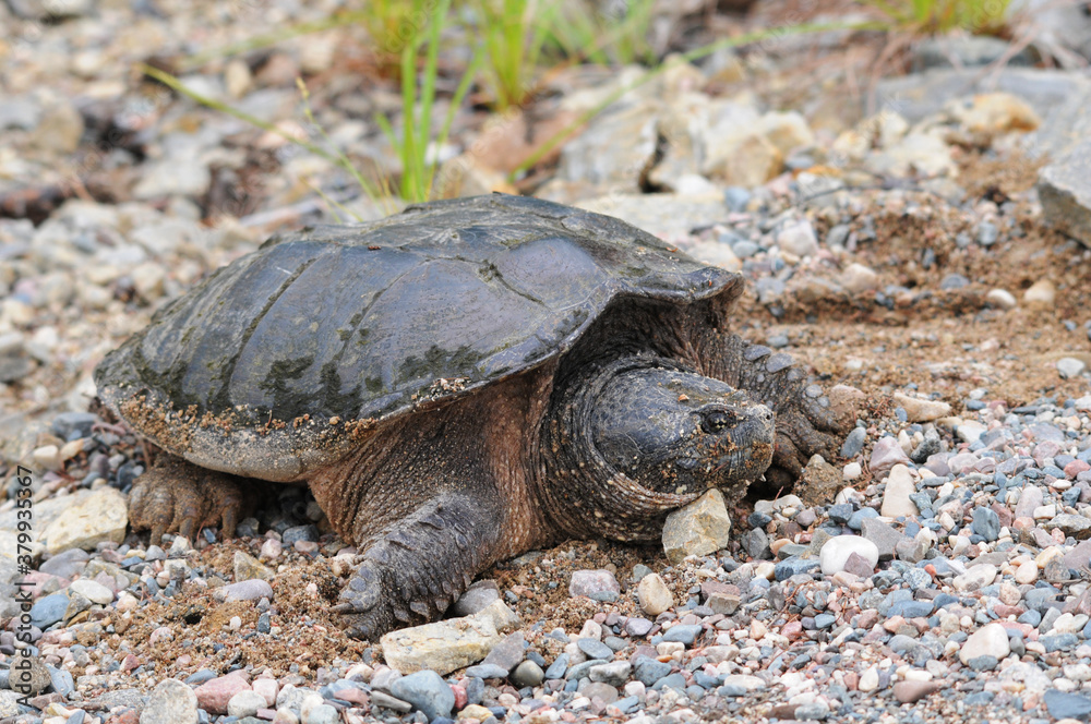 Turtle Snapping turtle photo. Snapping turtle close-up profile view ...