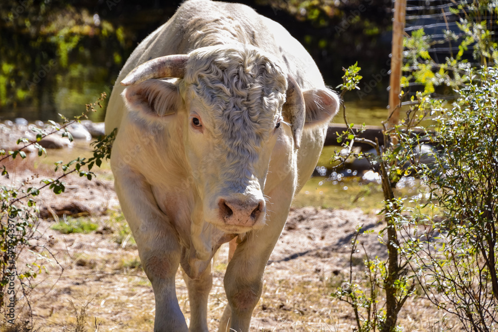 Foreground of an albin ox looking at camera after drinking water in a ...