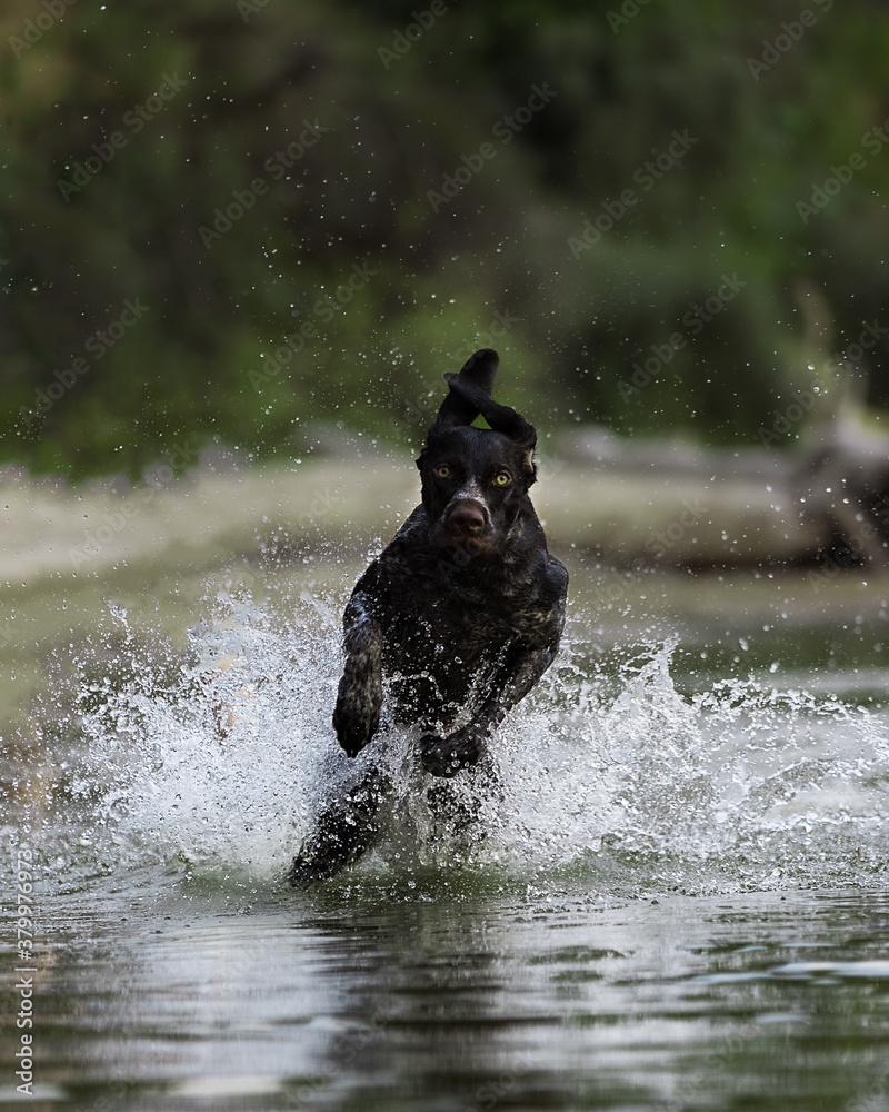 The dog runs on the water. Splashes in all directions. Drathaar on the ...