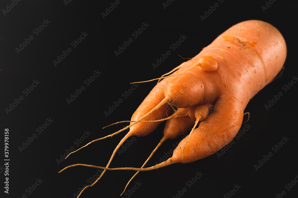 Ugly carrot on a black background. Funny, unnormal vegetable or food ...