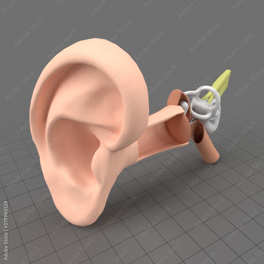 Human ear anatomy Stock 3D asset | Adobe Stock