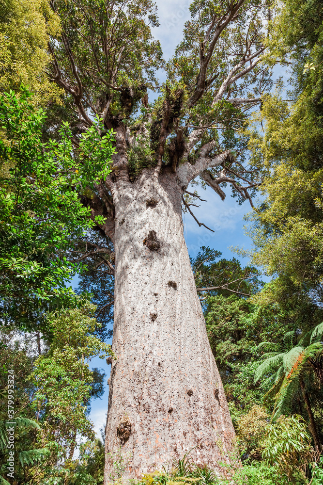 Tane Mahuta, the giant Kauri Tree foto de Stock | Adobe Stock